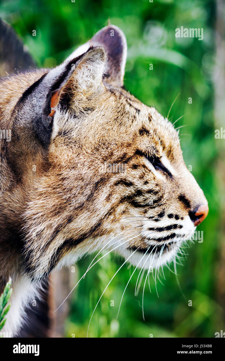 North America Wild Cats High Resolution Stock Photography and Images ...