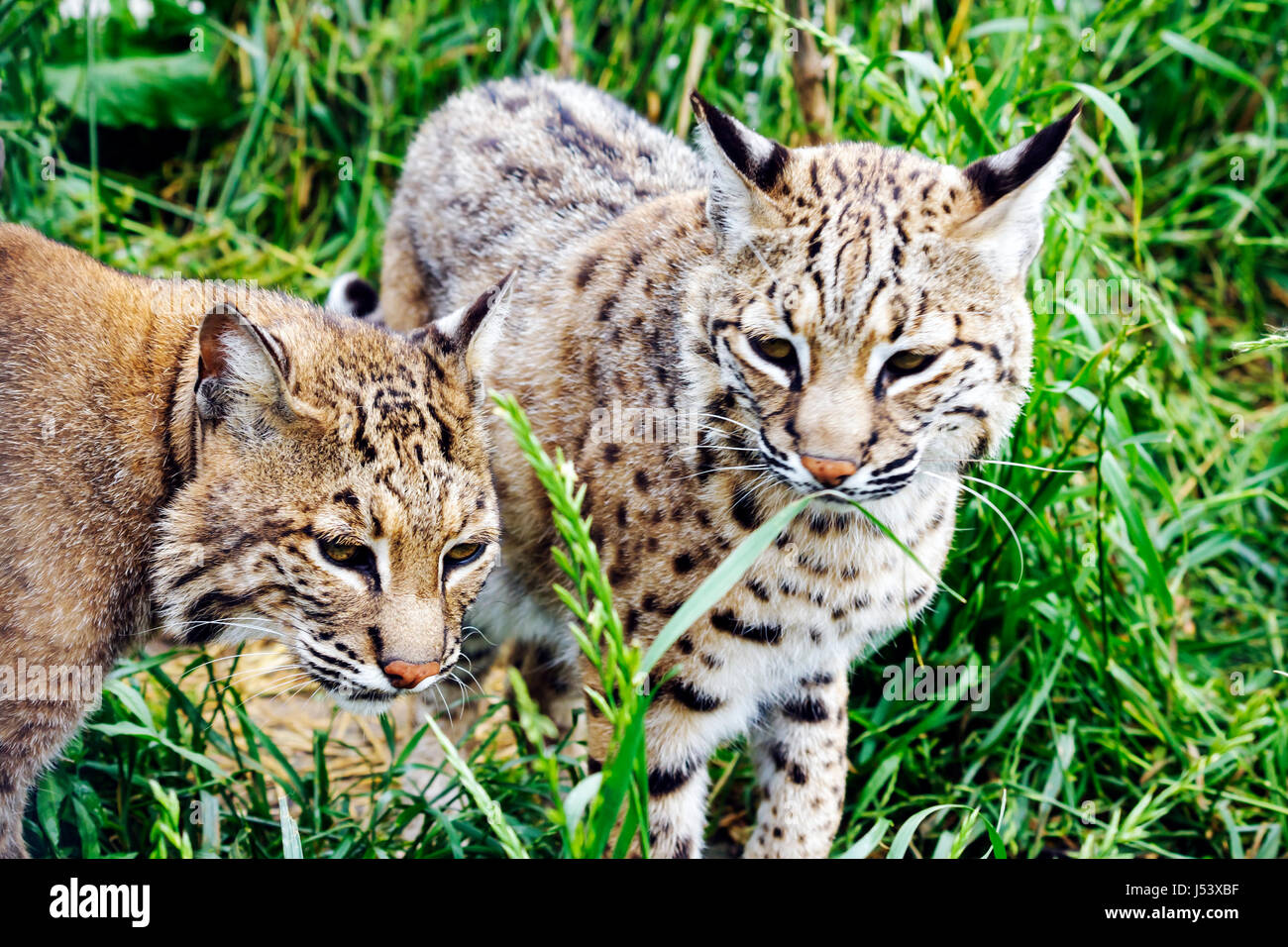 North America Wild Cats High Resolution Stock Photography and Images ...