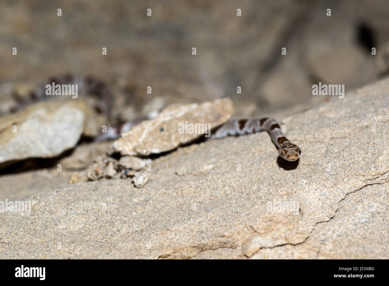 Chihuahuan Lyre Snake, (Trimorphodon vilkinsonii), Sierra co., New ...