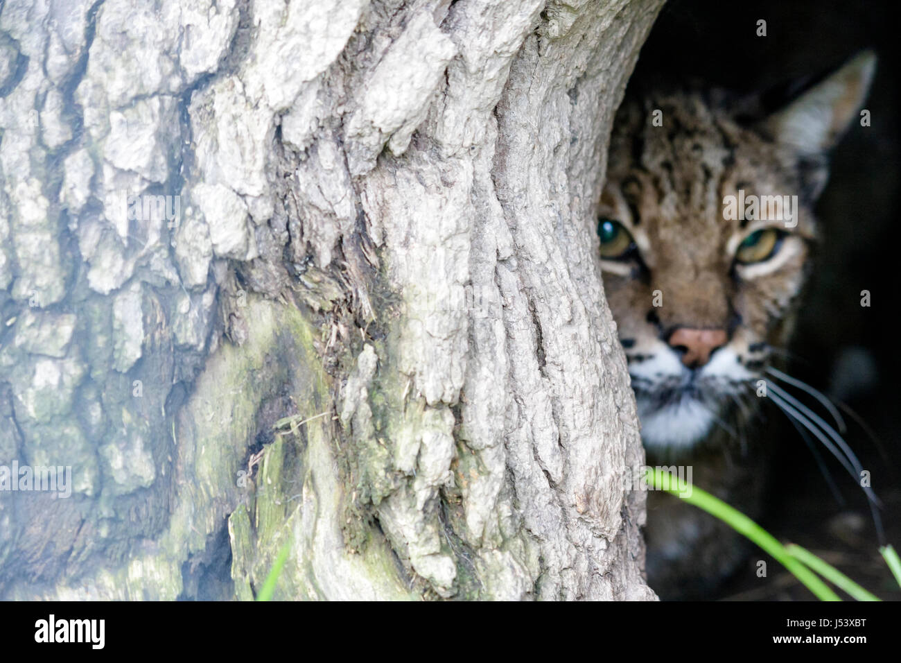 Ozark Mountains Animals
