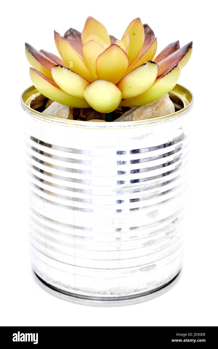 Potted plants table decoration Cut Out Stock Images & Pictures - Alamy