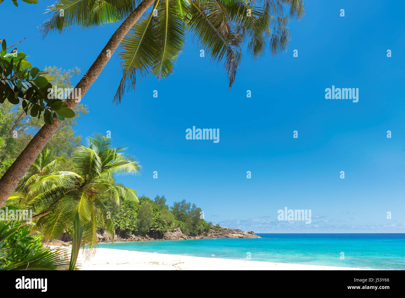 Palm tree on empty tropical beach Stock Photo - Alamy