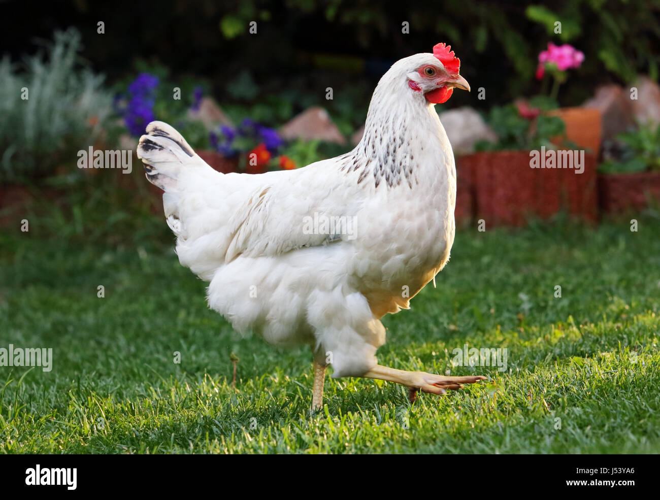 Chicken in nature outdoor farm Stock Photo - Alamy