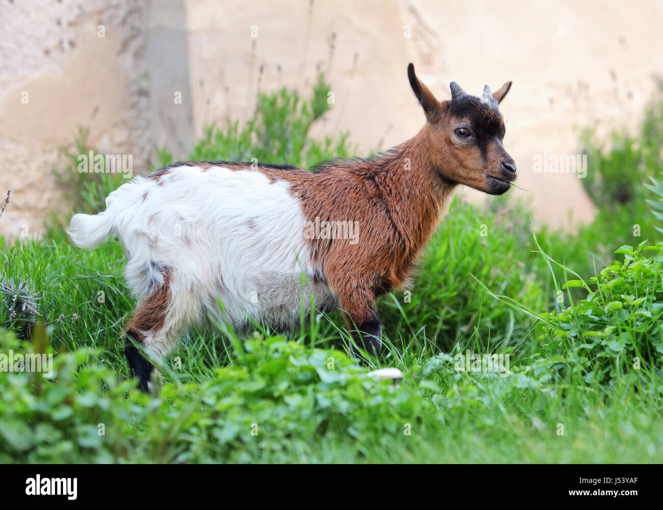 Dutch white goat hi-res stock photography and images - Alamy