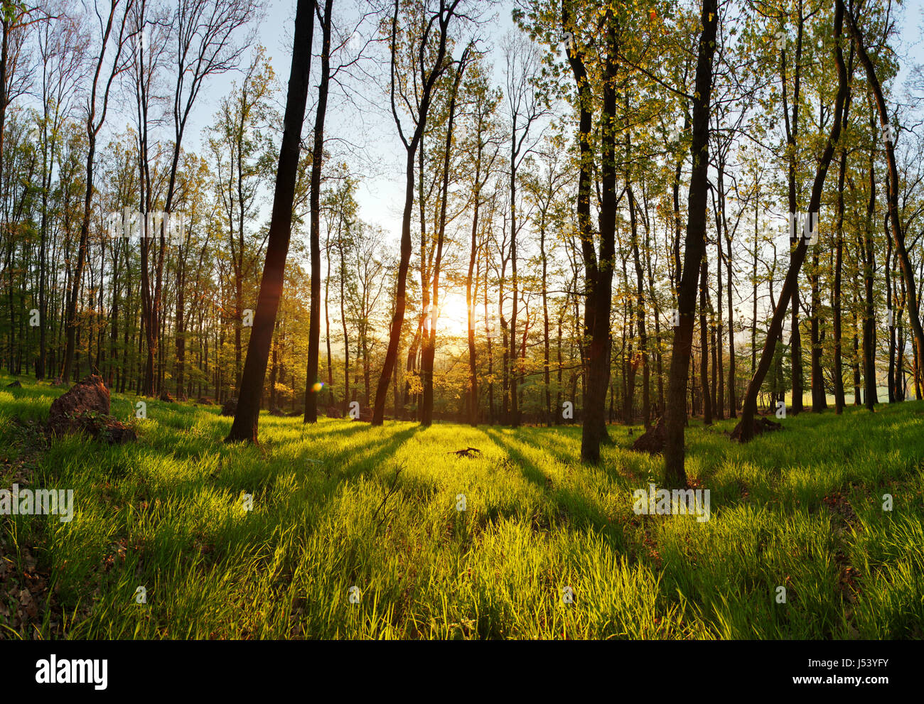 Spring forest panorama with sun Stock Photo - Alamy