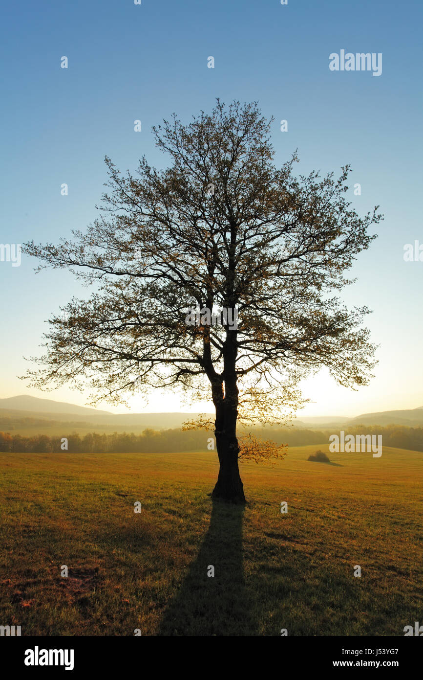 Spring landscape with tree and sun Stock Photo - Alamy