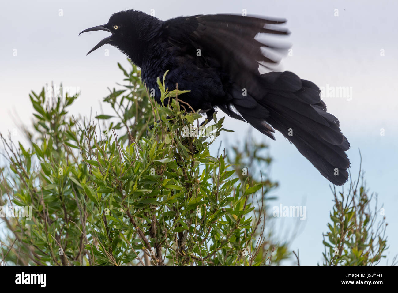 Male Great-tailed Grackle, (Quiscalus mexicanus), rough out display ...
