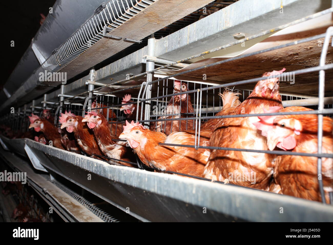 Modern chicken coop hi-res stock photography and images - Alamy