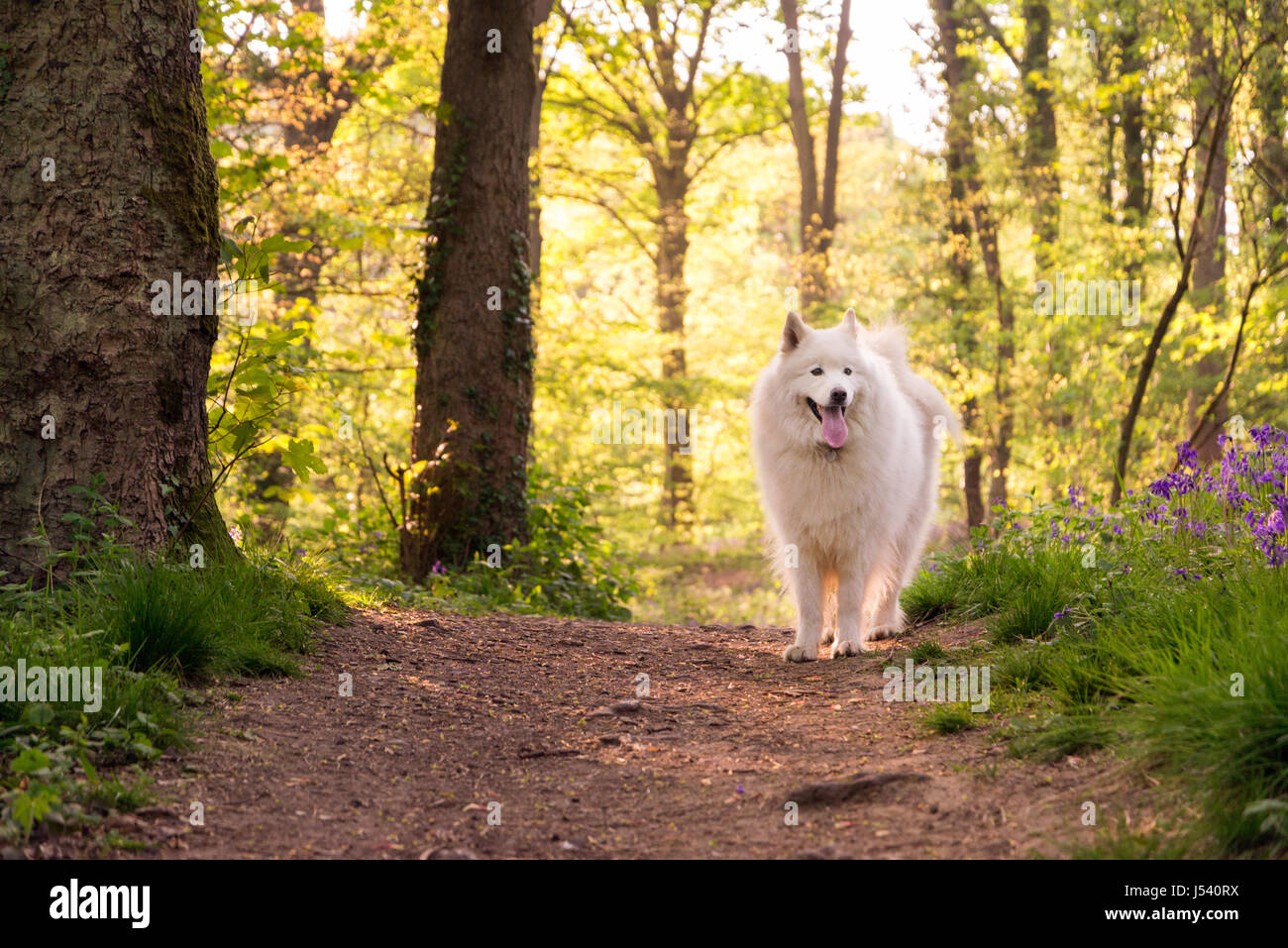 Samoyed in the woods hi-res stock photography and images - Alamy