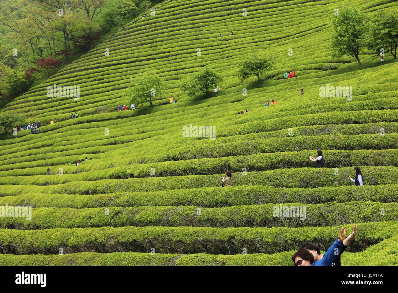 Boseong green tea plantation. View from the bottom Stock Photo - Alamy