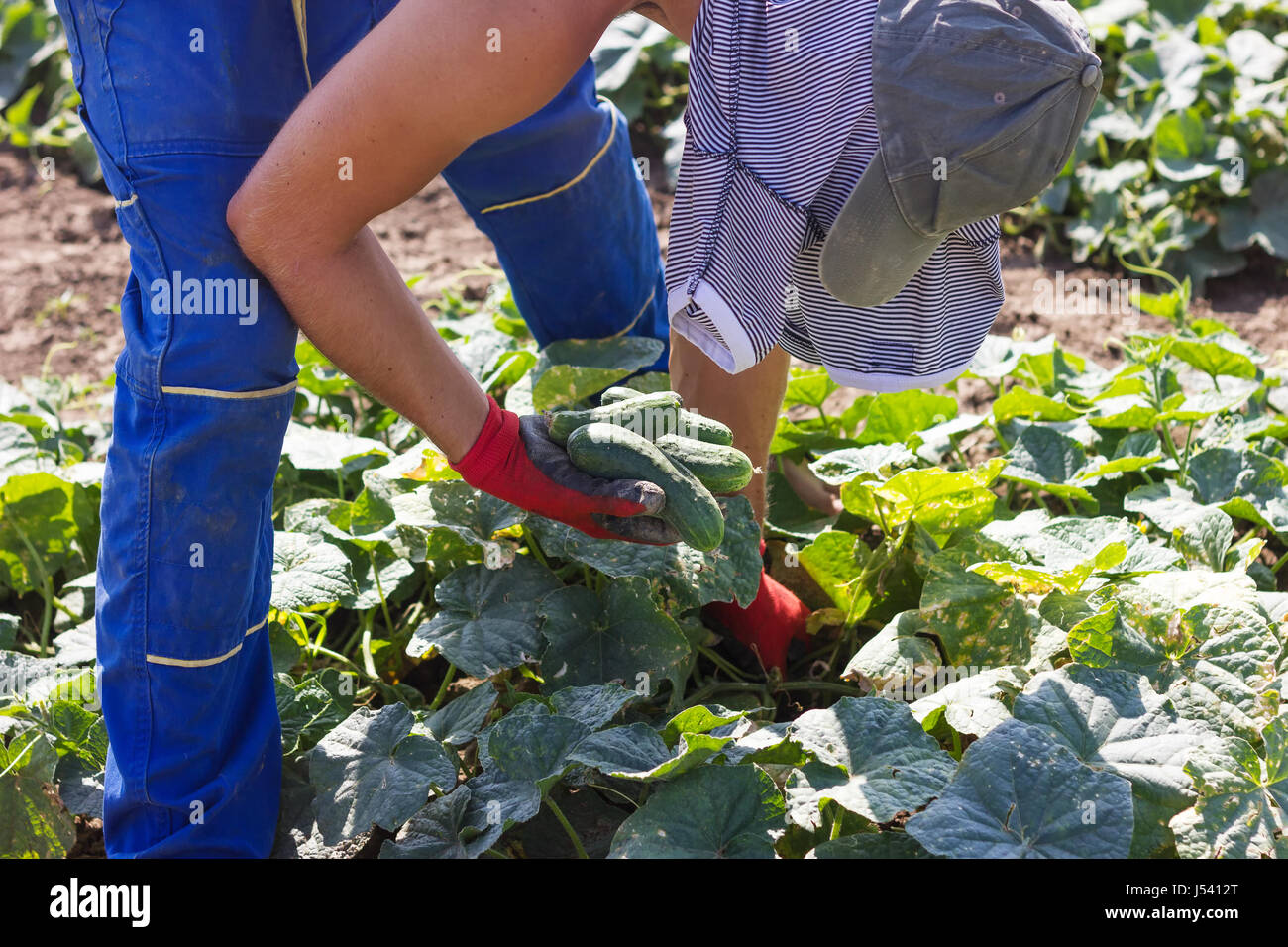 harvesting helper man with cap and shirt on head picking up fresh ...