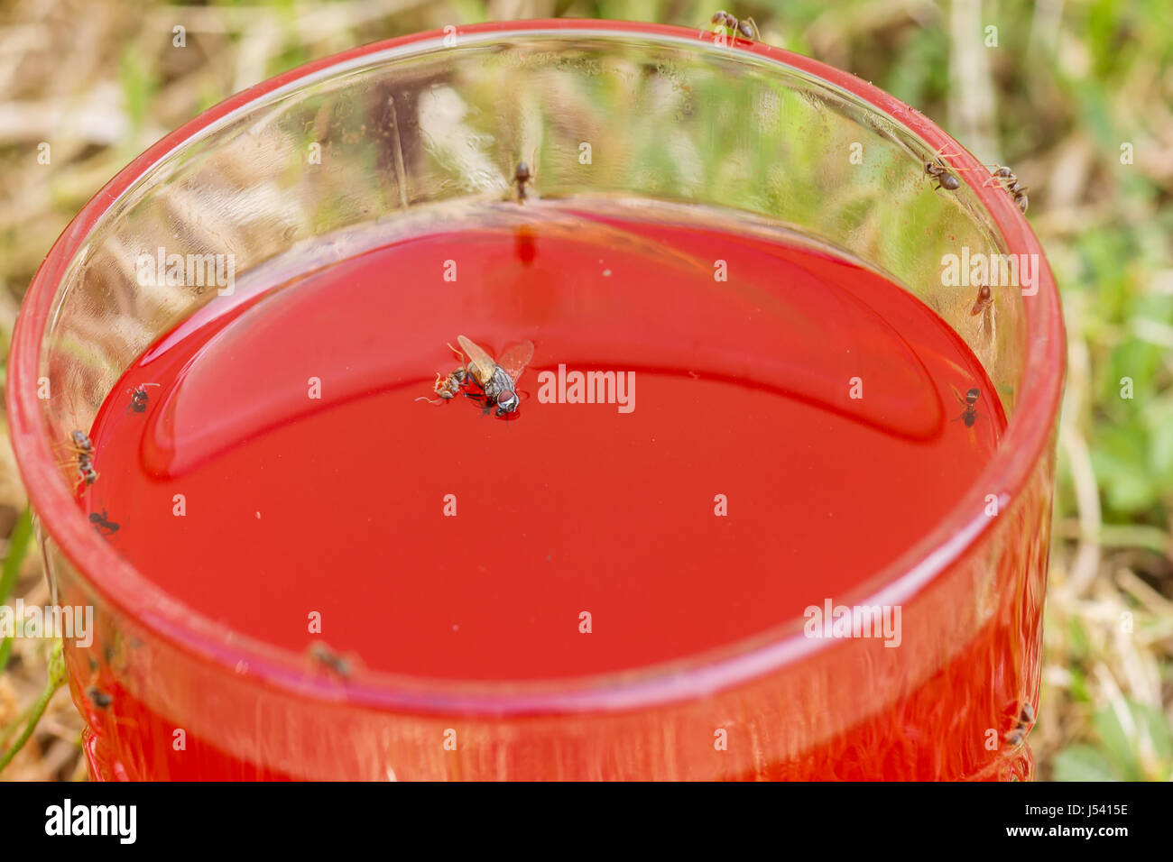 blowfly laying in red juice Stock Photo - Alamy