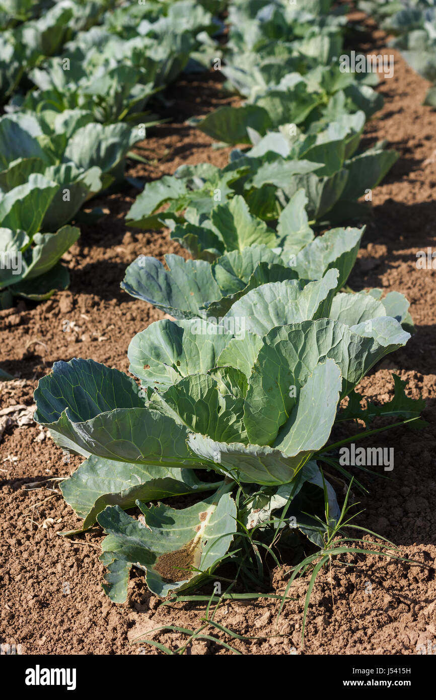 Irrigation vegetable cabbage hi-res stock photography and images - Alamy