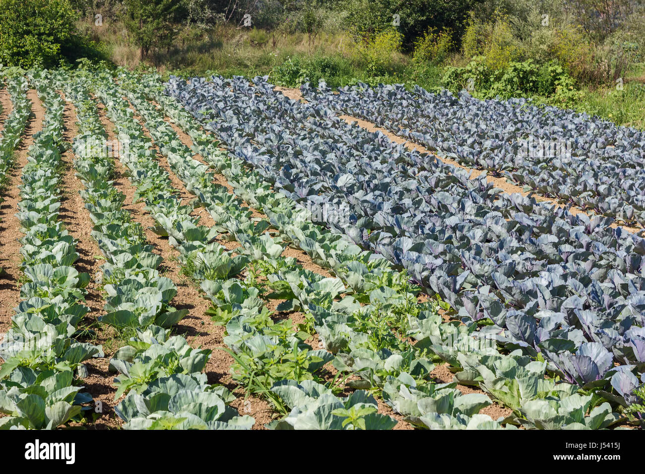 Cabbage field in different colors Stock Photo - Alamy