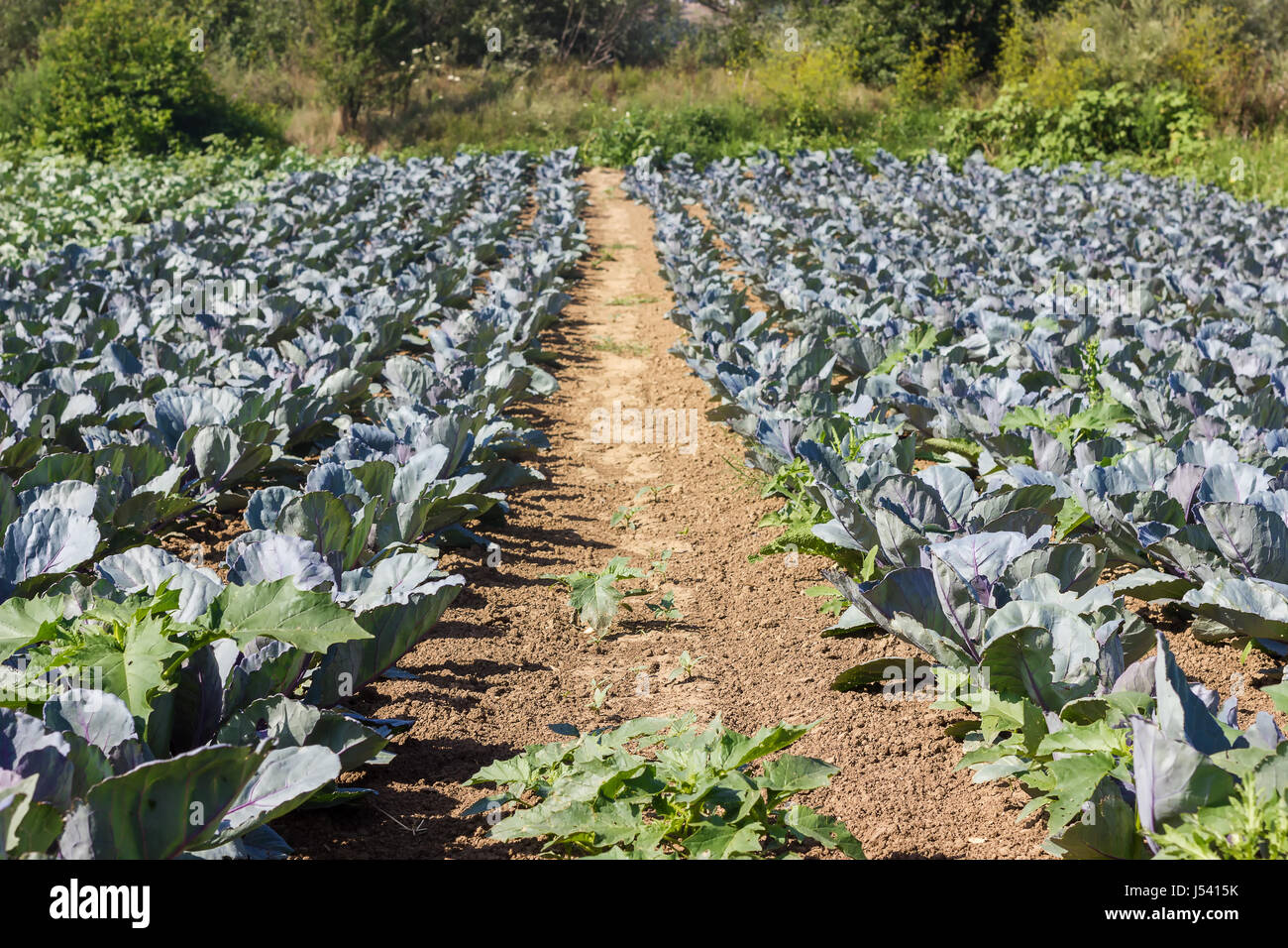 cabbage field in summertime Stock Photo - Alamy