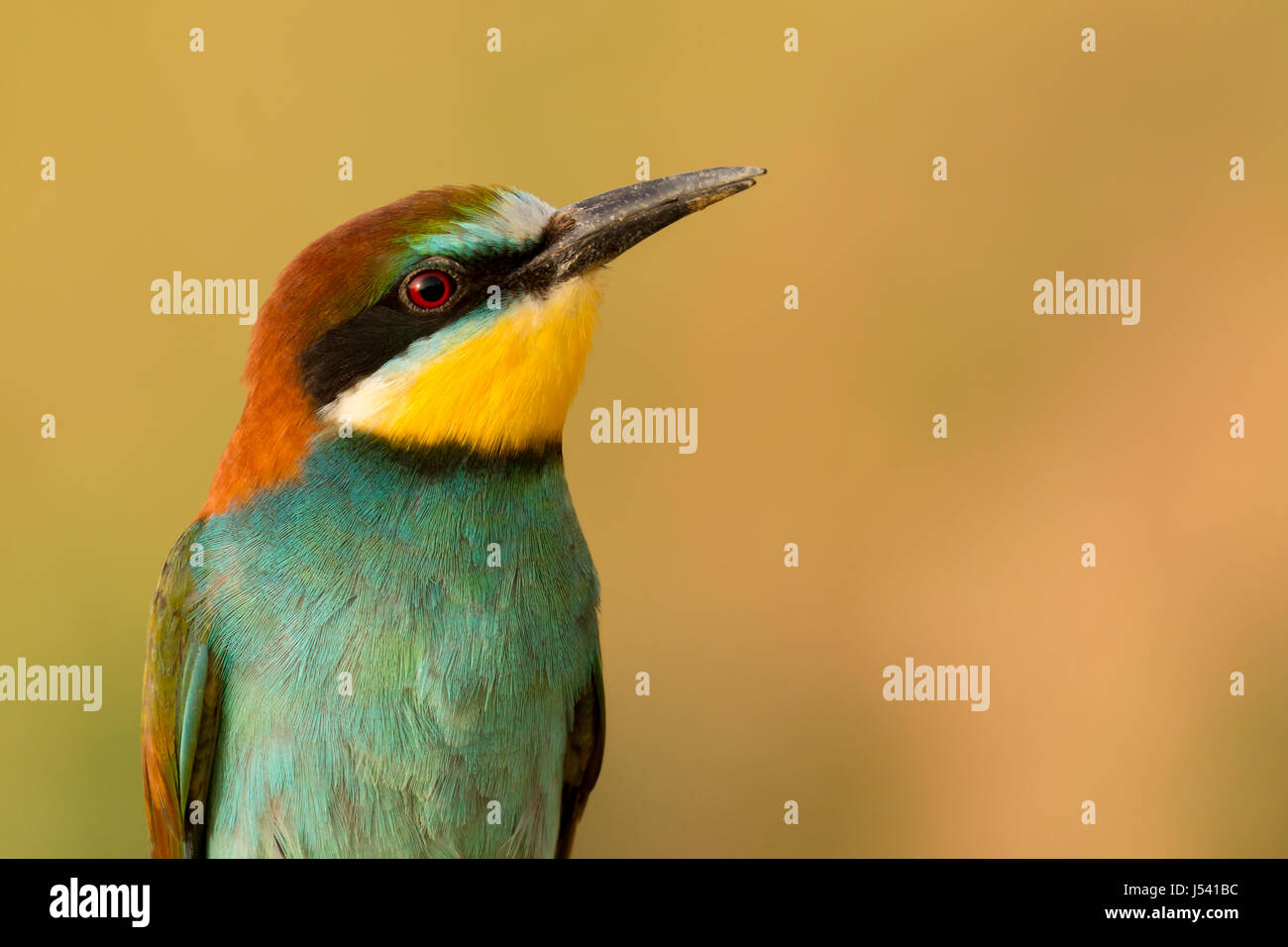 Portrait of a colourful bird looking at side Stock Photo - Alamy