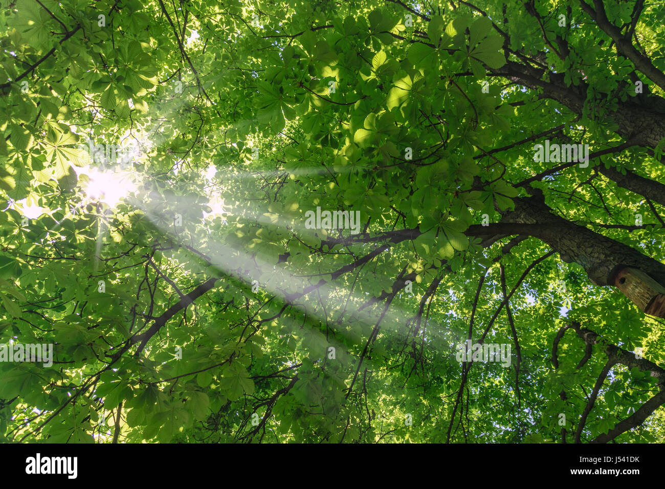 Beautiful spring summer background with green tree and sunlight Stock ...