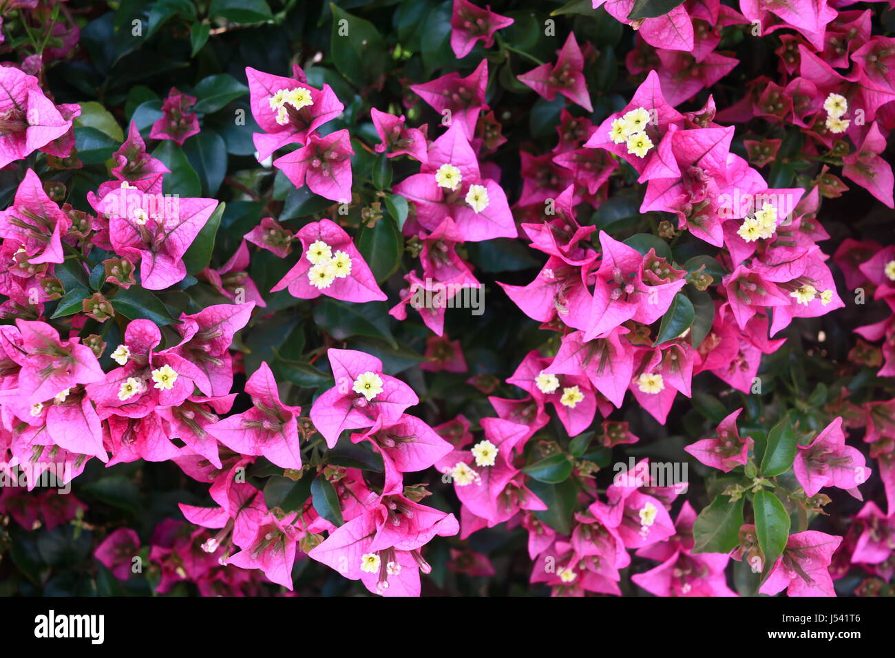 Begonwille hi-res stock photography and images - Alamy