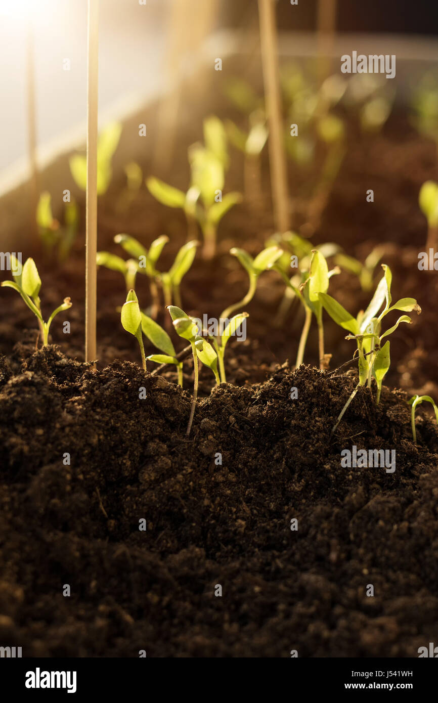 green seedling in front of sunlight Stock Photo - Alamy