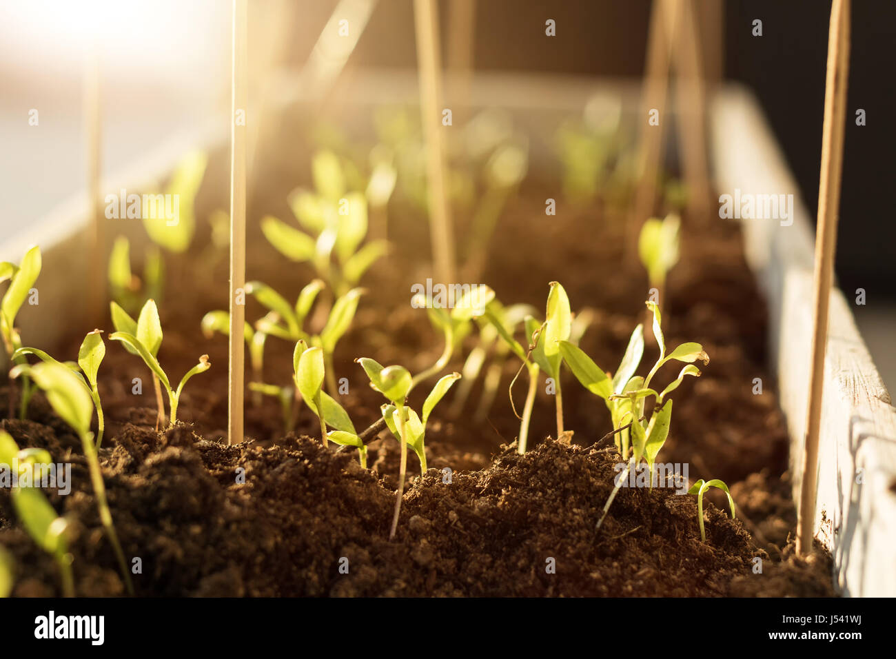 green seedling in front of sunlight Stock Photo - Alamy