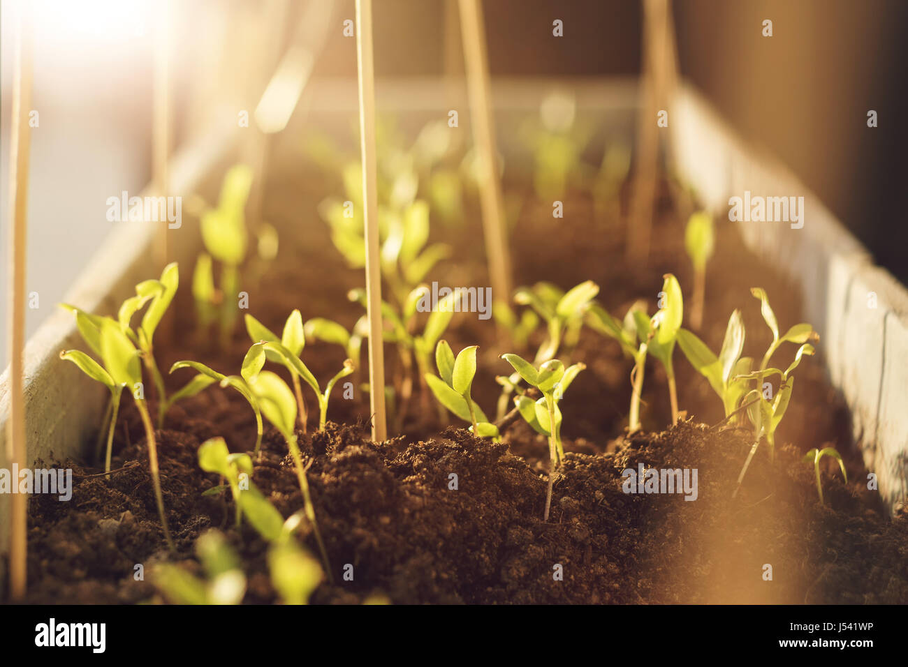 Seedling in the sun hi-res stock photography and images - Alamy