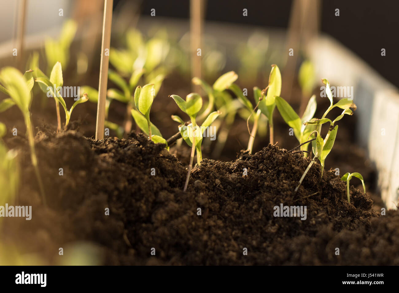 Sunlight patches hi-res stock photography and images - Alamy