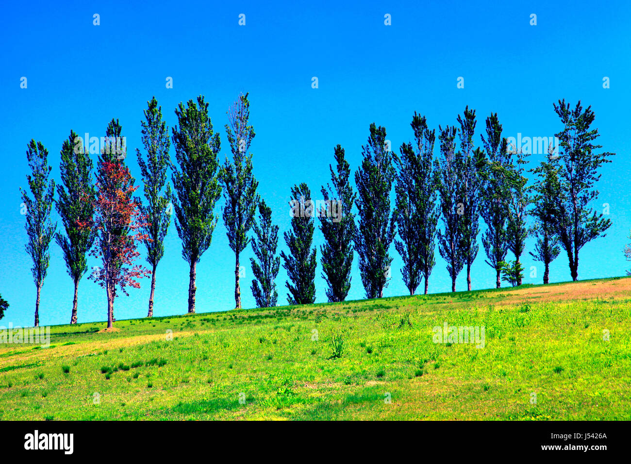 Japanese Poplar Tree High Resolution Stock Photography and Images - Alamy