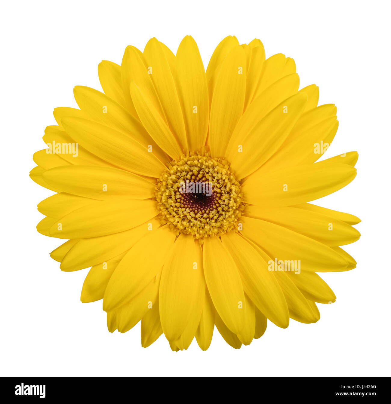 Yellow gerbera isolated on white Stock Photo - Alamy