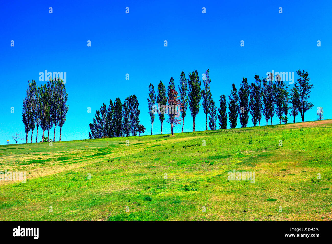 Poplar Tree Avenue Scunthorpe at Stanley Abbott blog