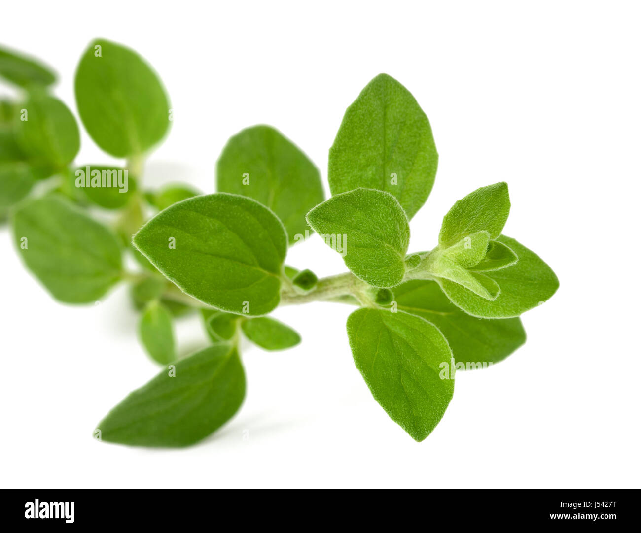 oregano sprig isolated on white background Stock Photo - Alamy