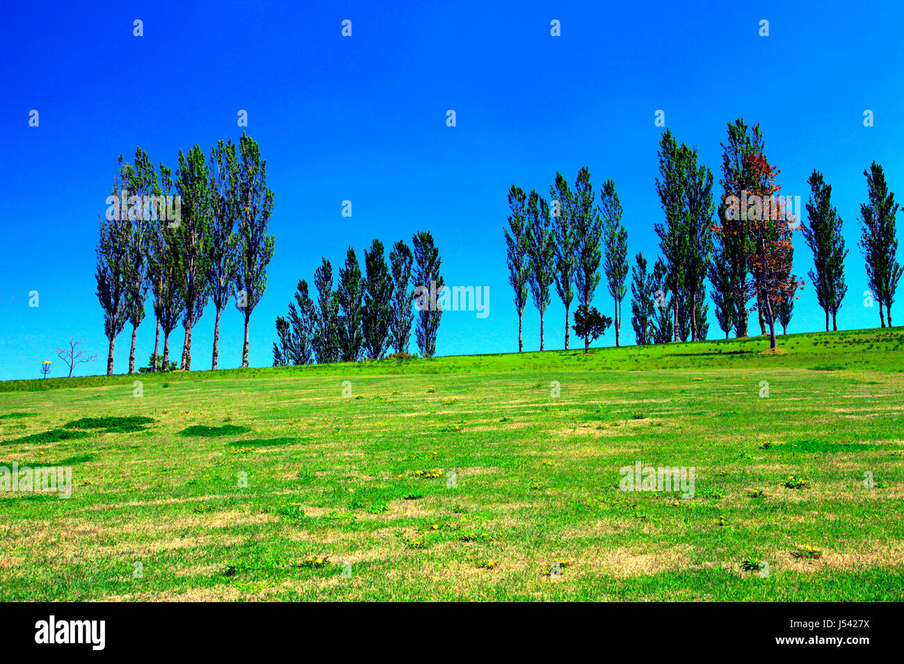 Japanese poplar tree hi-res stock photography and images - Alamy