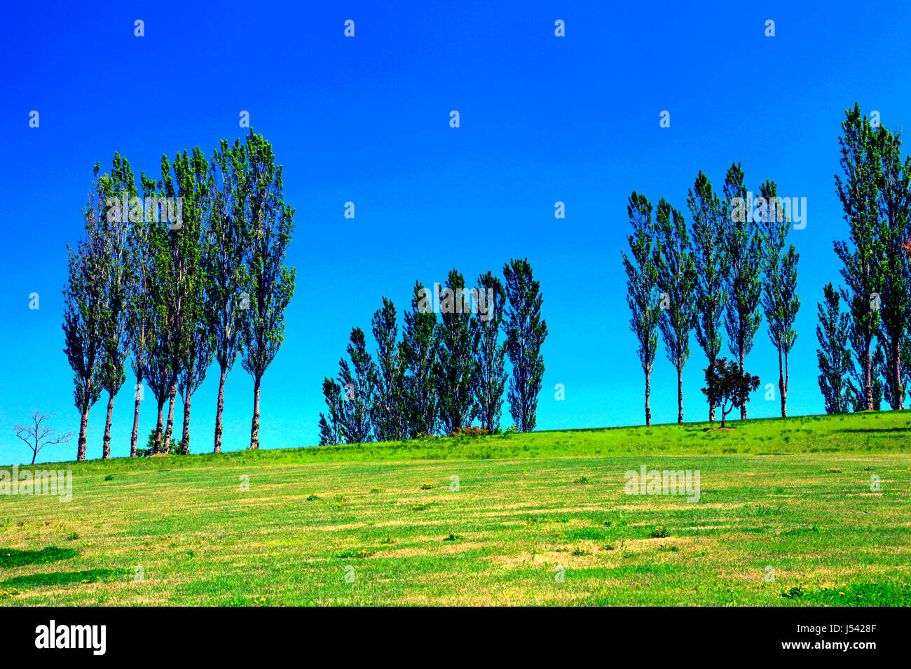 Japanese poplar tree hi-res stock photography and images - Alamy