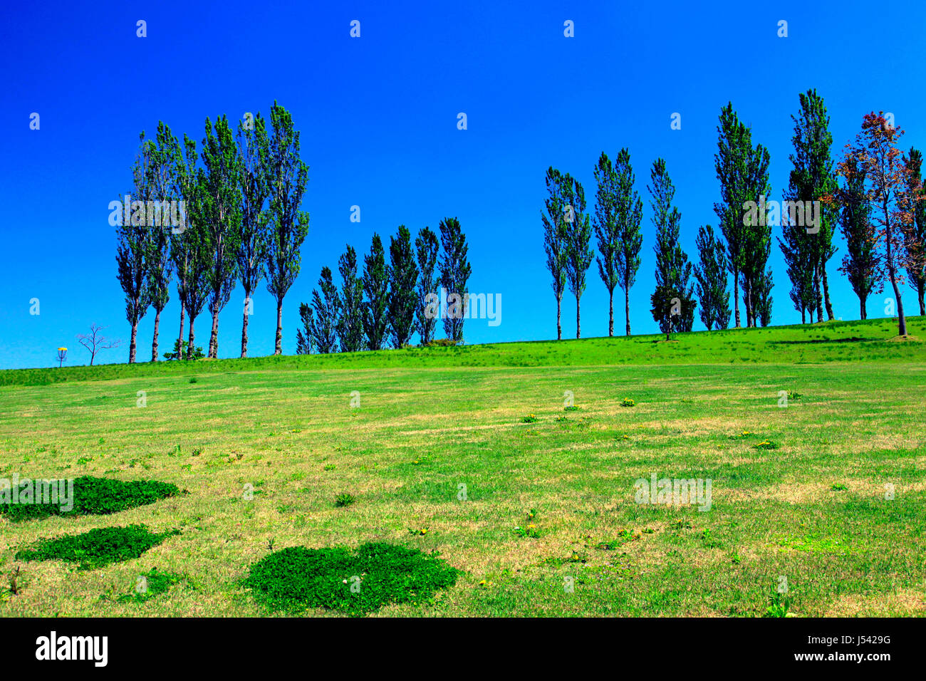 Japanese poplar tree hi-res stock photography and images - Alamy