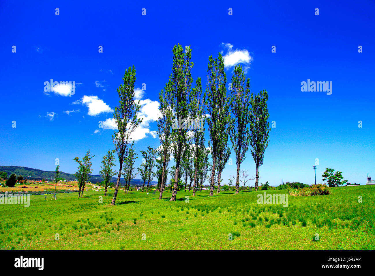 Japanese poplar tree hi-res stock photography and images - Alamy