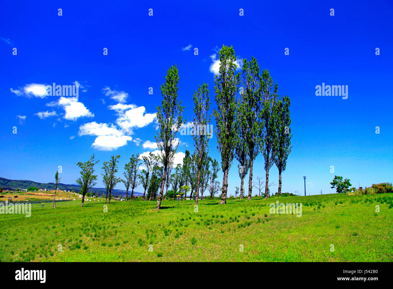 Japanese Poplar Tree High Resolution Stock Photography and Images - Alamy