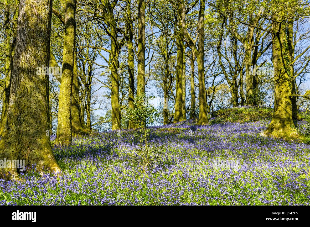 Bluebells in Northern English woodland Stock Photo - Alamy