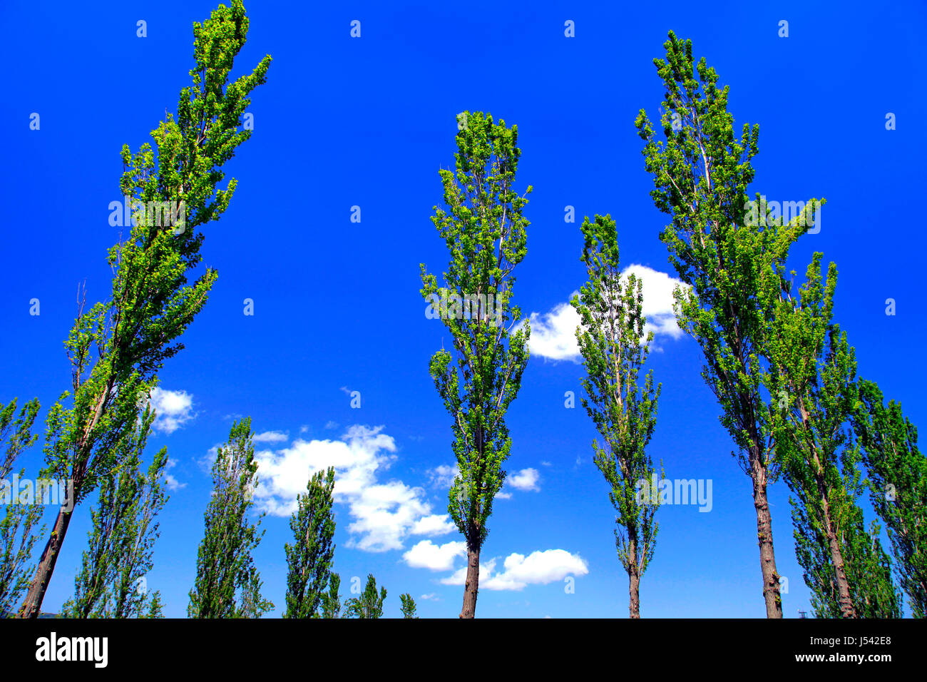 Japanese poplar tree hi-res stock photography and images - Alamy