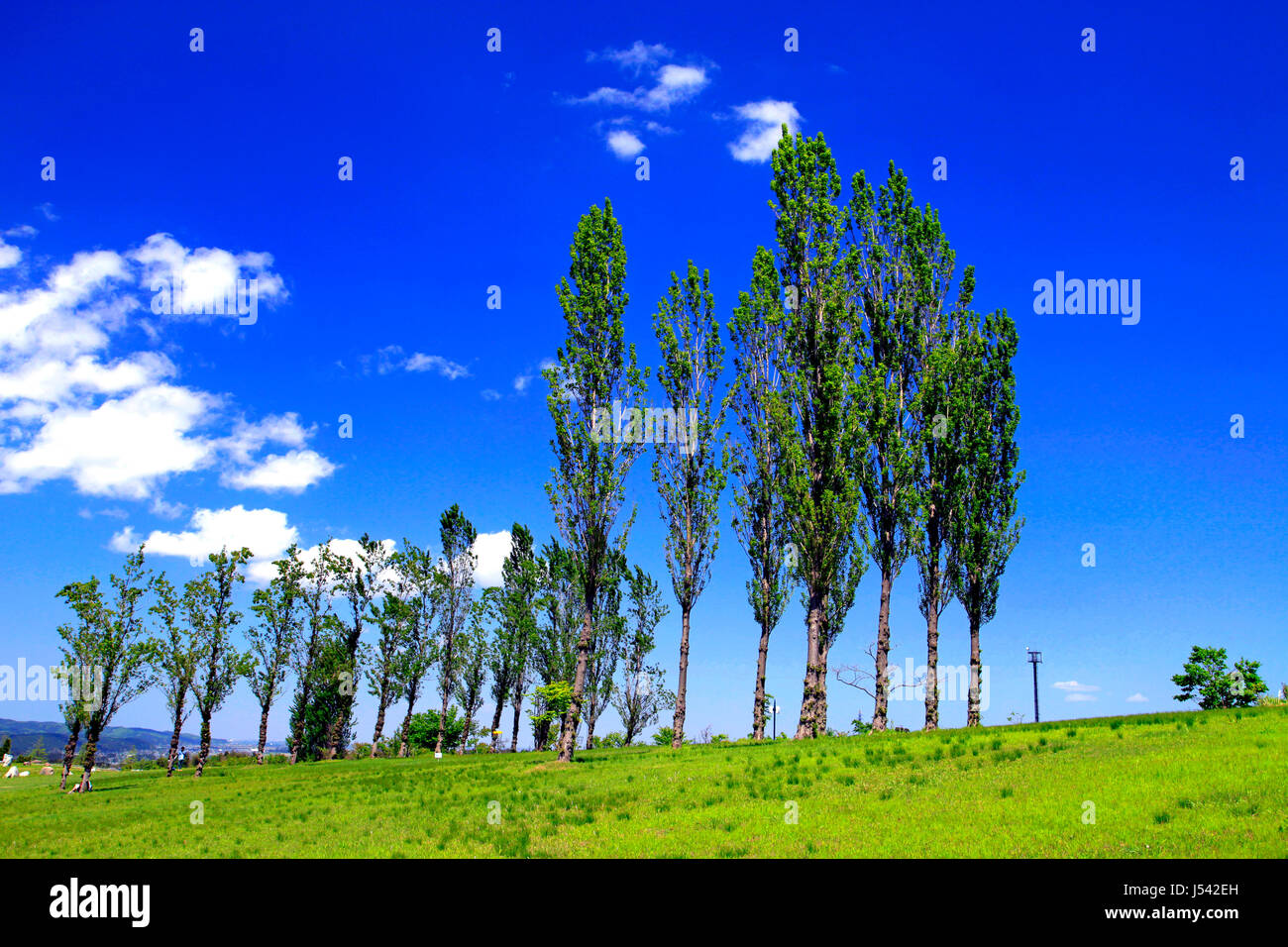 Japanese poplar tree hi-res stock photography and images - Alamy
