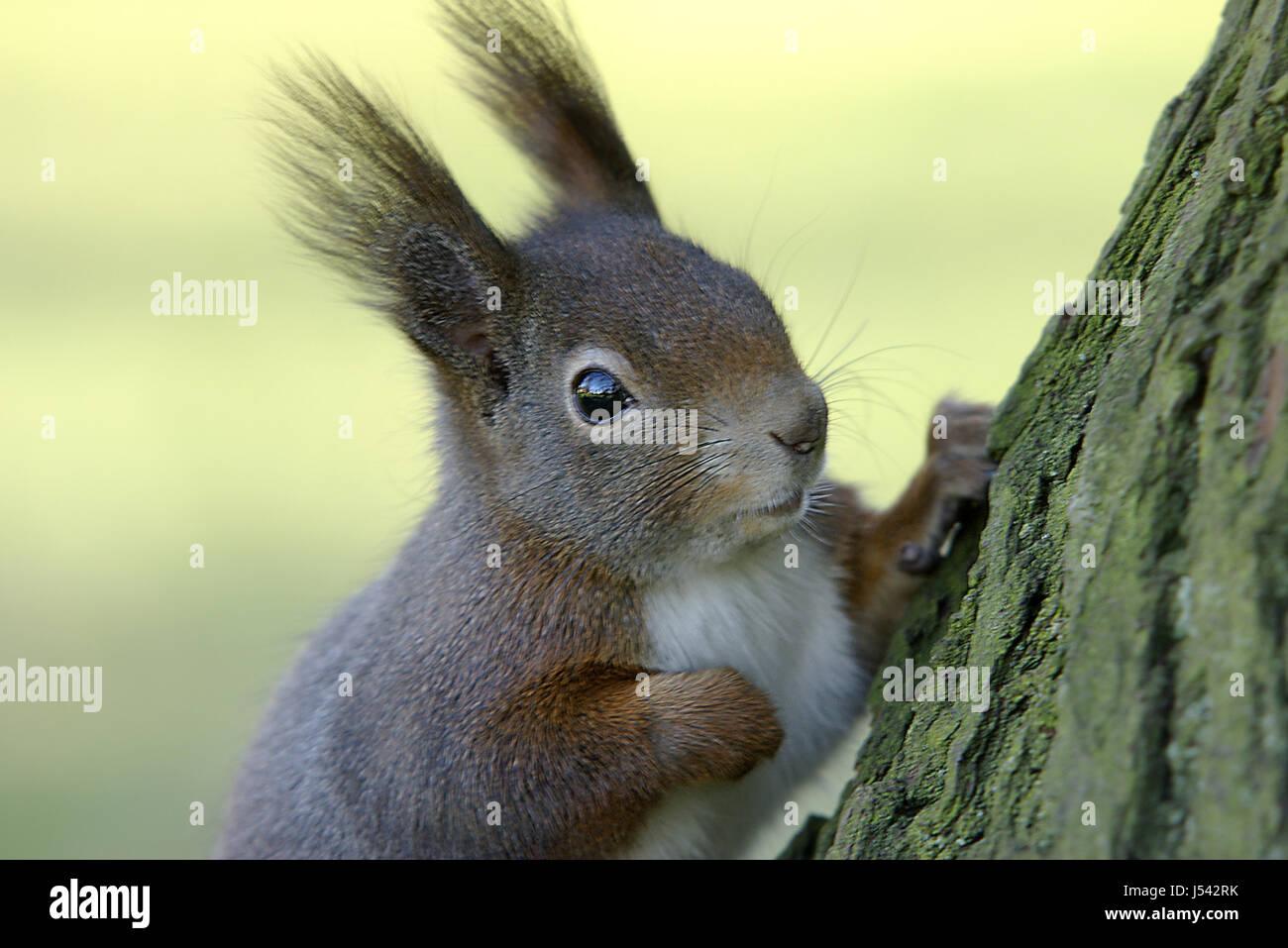 Pointed ears hi-res stock photography and images - Alamy