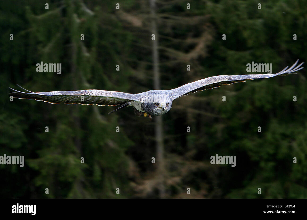 tree trees flight bird birds raptor wing eagle glide forest fly flies ...