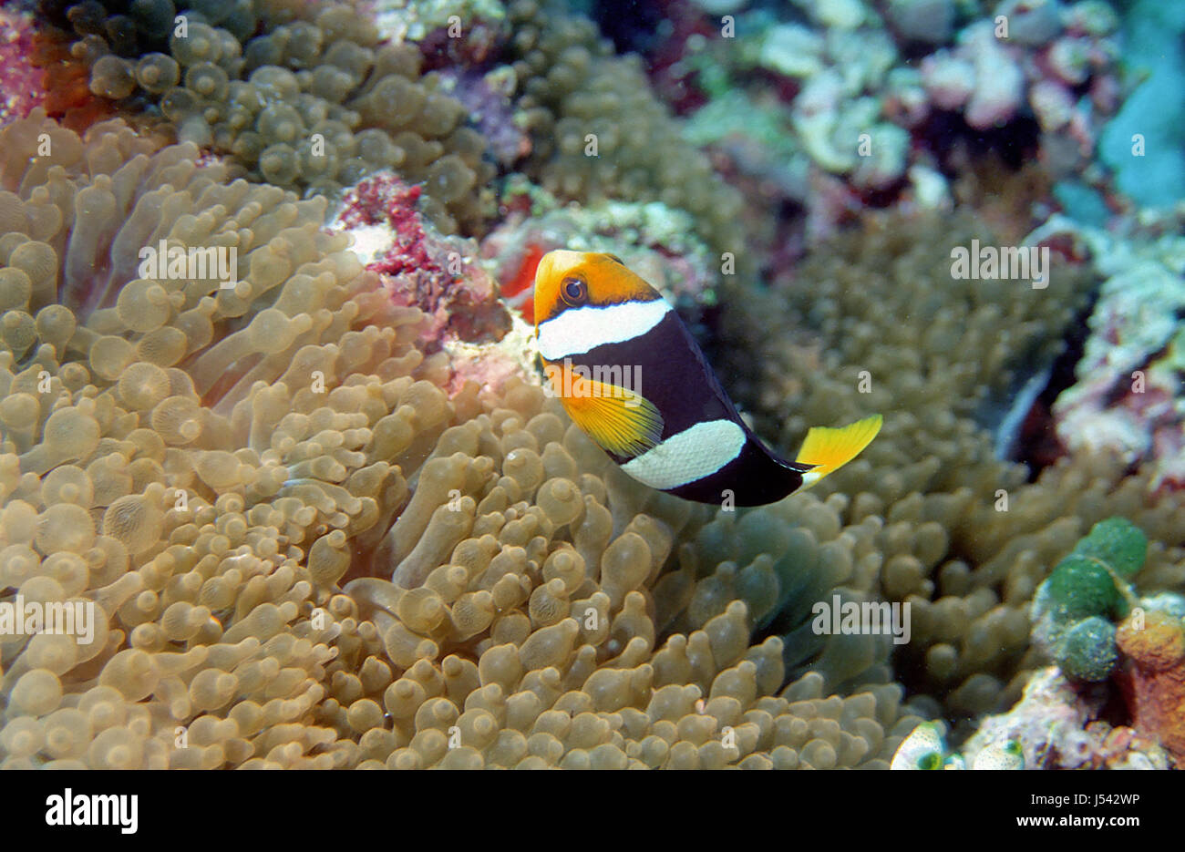 fish maldives dive pisces atoll reef clown fish nemo sigma symbiosis ...