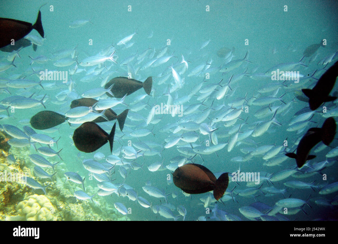 maldives dive fishes atoll snorkel sigma diver tropics isle island ...