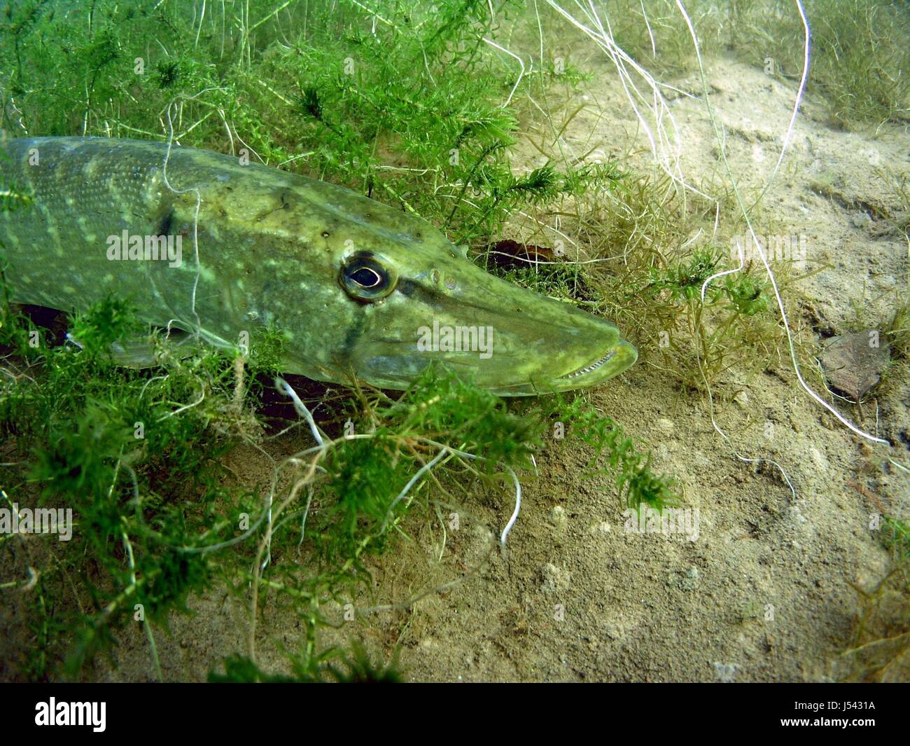 green teeth underwater fresh water water camouflage pike esox lucius ...