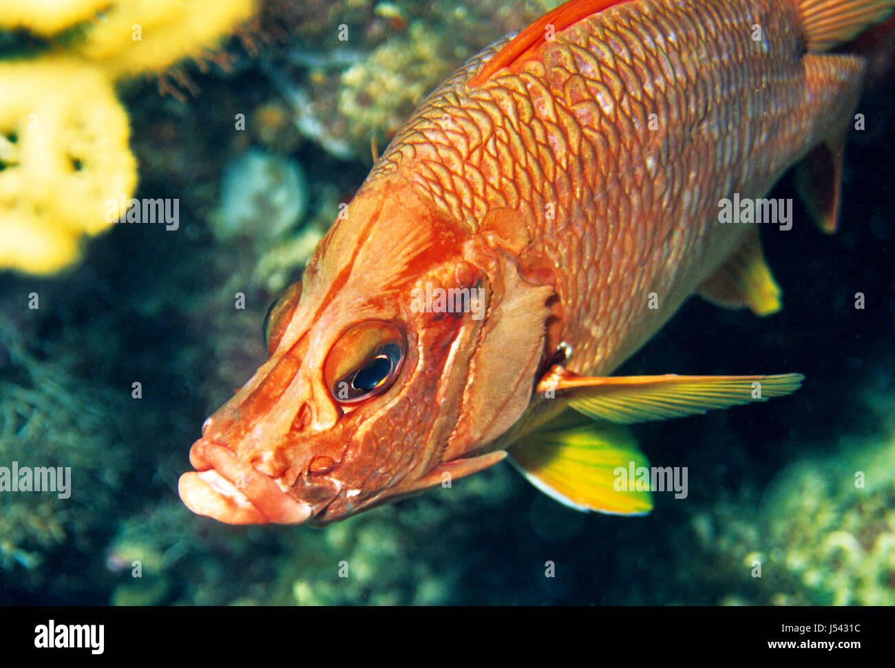 Husar hi-res stock photography and images - Alamy