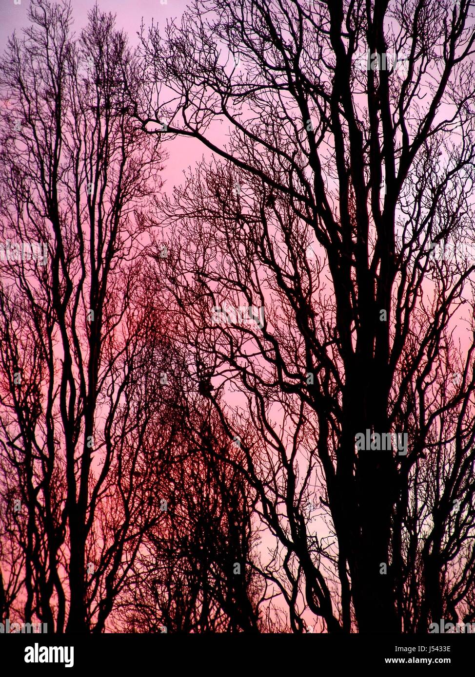 tree park sunset evening branchage evening light structure forest ...