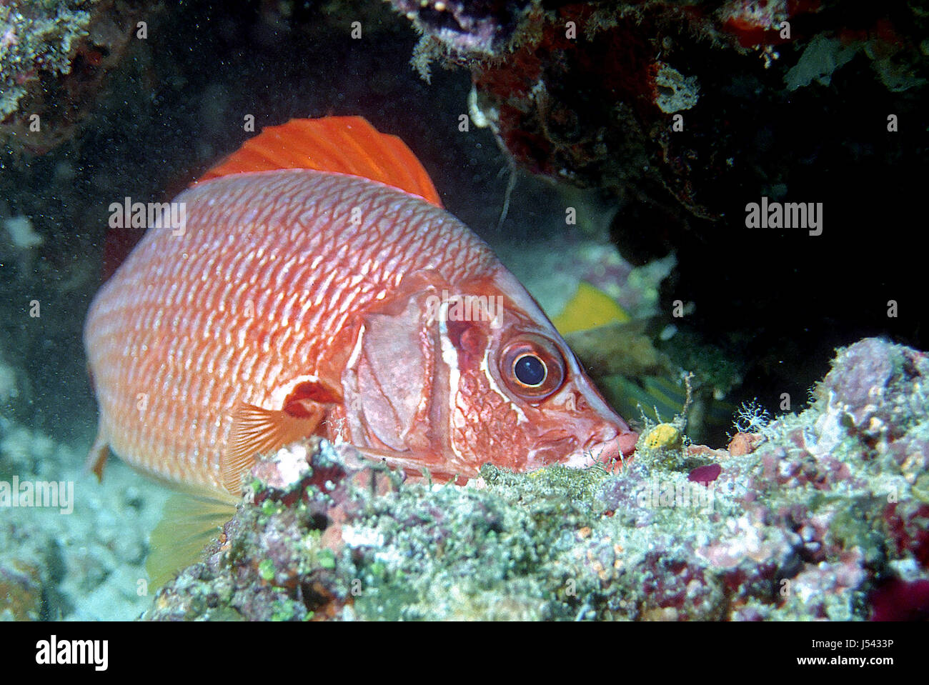 fish maldives dive atoll salt water sea ocean water diver red tropics ...