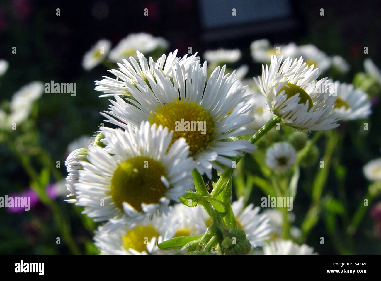 Irradiated hi-res stock photography and images - Alamy