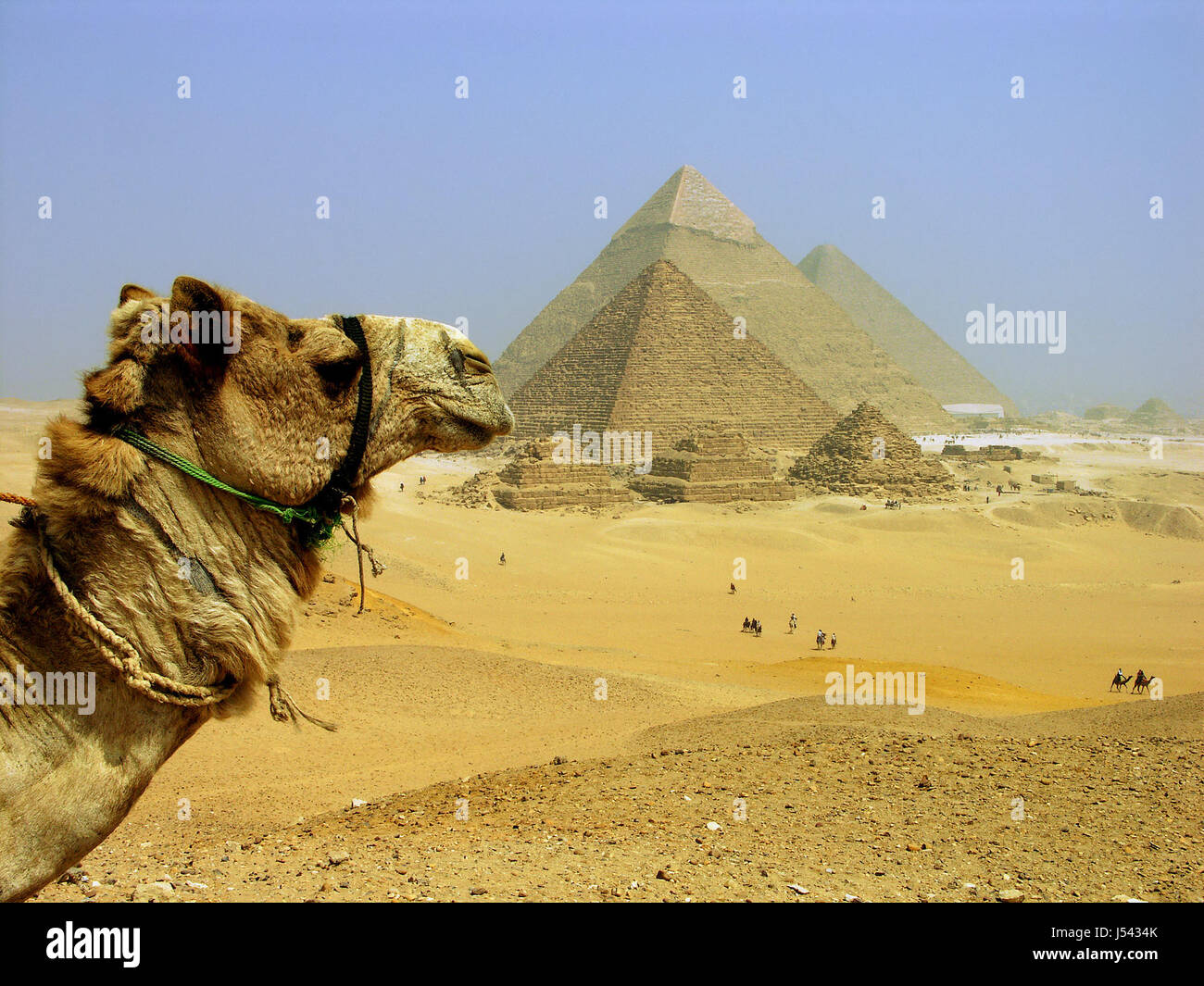 profile camel animal portrait pyramid cairo egypt dune pyramids sands ...