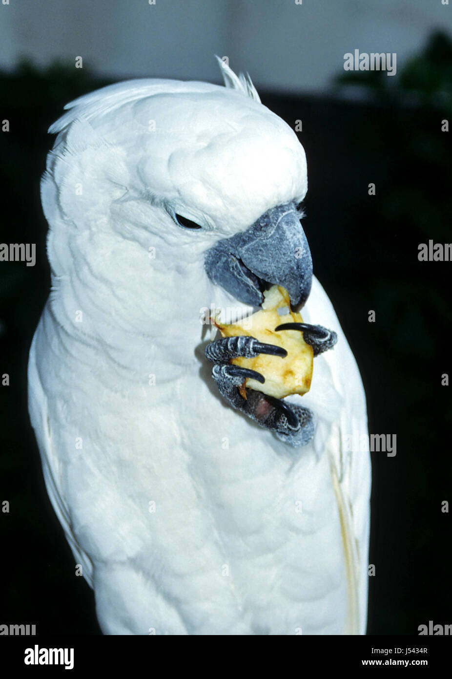 bird birds blank european caucasian maldives apples apple to gorge ...