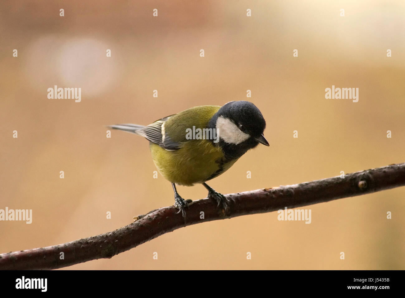 bird animals alps austrians birds carinthia austria branch creation ...